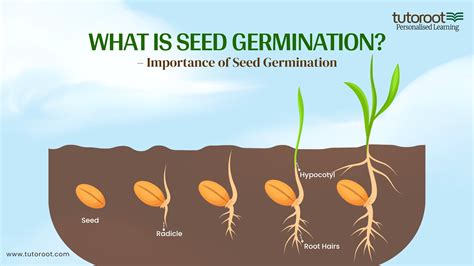 Germination Of Seeds