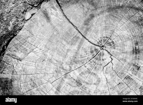 A Cross Section Of A Tree Showing All The Rings Each Ring Corresponds With A Year Showing How