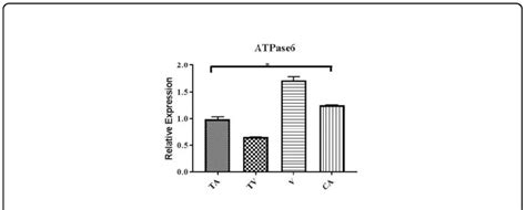 Comparison Of The Whole Tissue Rna Expression Levels Of Mt Atpase6 Download Scientific Diagram