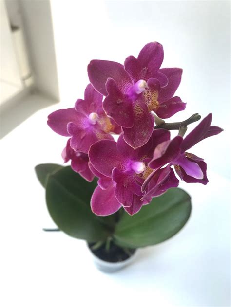 Tying Shin Smart бабочка phalaenopsis orchid | Орхидеи, Орхидея