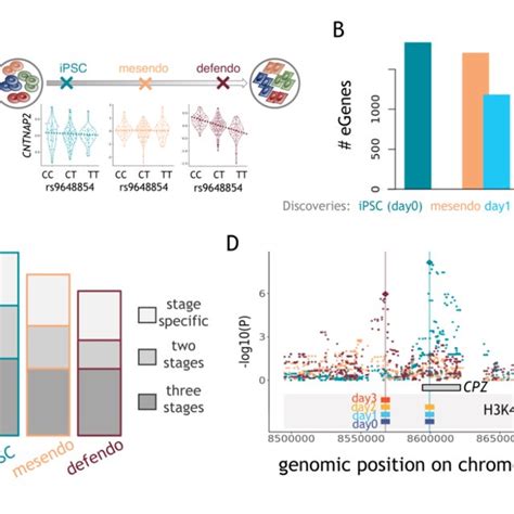 Single Cell Endoderm Differentiation Of Pooled Ipsc Lines Download Scientific Diagram