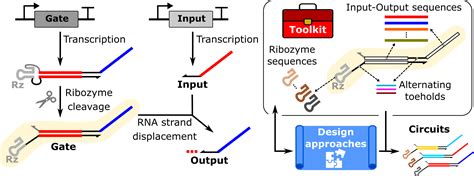 RNA Computation And Metrology For Engineering Biology NIST