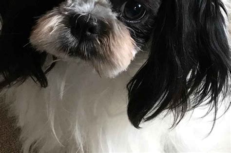 Cocker Spaniel Puppies For Sale In Missouri