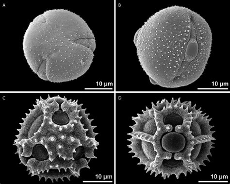 Pollen Type Vs Pollen Class A B Polygonum Aviculare Polygonaceae