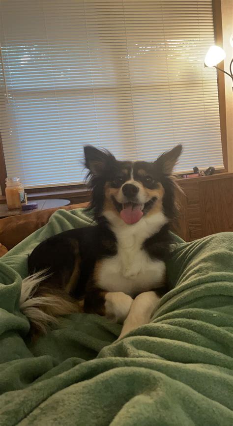 Lilo : r/MiniAussies