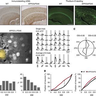 Orientation And Direction Tuning Of Visual Cortex Neurons In 810 Download Scientific Diagram