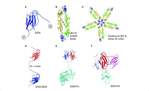 Modeled Tertiary Structures Of Jev Ediii Fragments A Ediii Of Jev Download Scientific