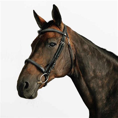 Uzdička S Anglickým Nánosníkom 580 Prešívaná Pre Kone A Poníky čierna