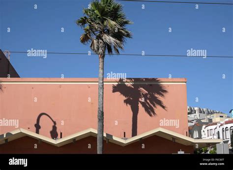 Palm Tree And Building Ocean Avenue Ingleside San Francisco