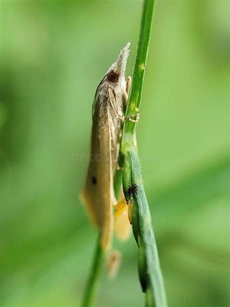 Camouflaged Straw Colored Grass Moth And X28crambidaeand X29 On A Vibrant
