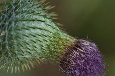 Orius Sp Putt Kleintiergalerie