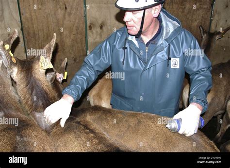 Technician Checking Red Deer Hind For Reaction To Tuberculosis Test