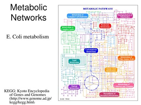 Ppt Amath 382 Computational Modeling Of Cellular Systems Powerpoint Presentation Id4244387