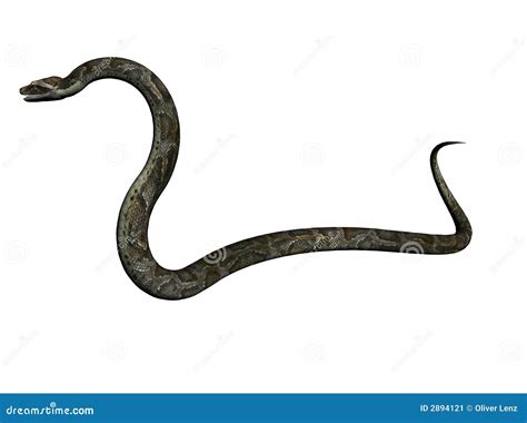 Python Illustration Stock Illustration Illustration Of White 2894121