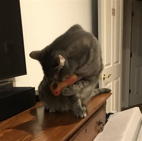 My Cat Getting High On Her Catnip Pipe R Funny