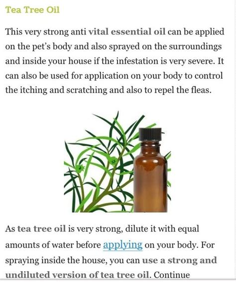 Will Tea Tree Oil Kill Fleas In Human Hair At Alma Jones Blog