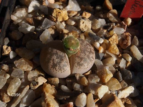 Seeds Lithops Coleorum C396 Lithops