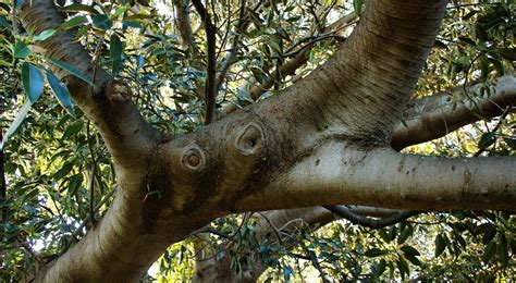 Examination Of A Ficus Macrophylla Visual Walkabout