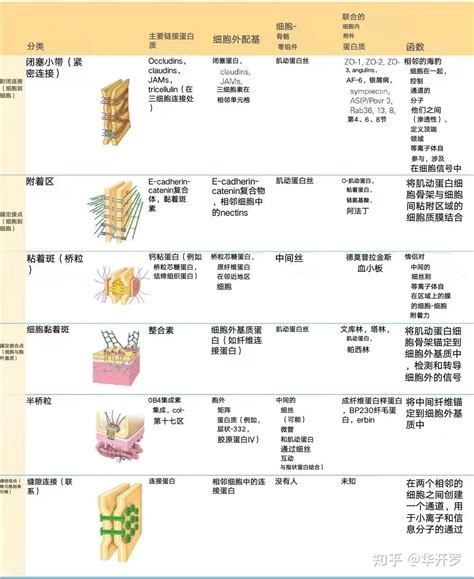 Epithelial Tissue 上皮组织 知乎