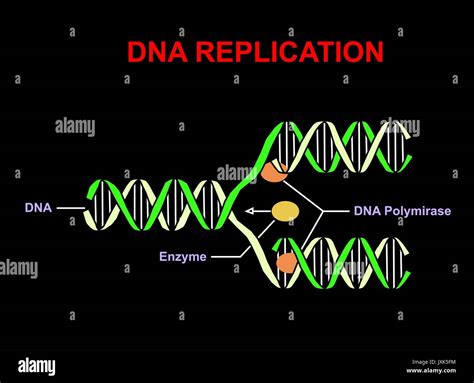 Dna Replication Hi Res Stock Photography And Images Alamy