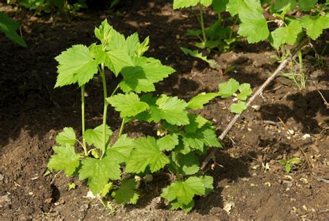 20 Plants To Propagate By Layering And How To Do It