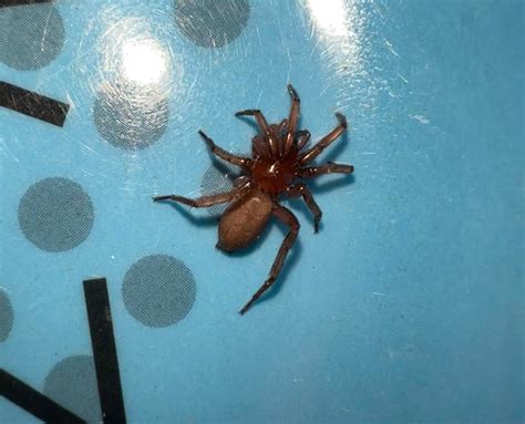 Can Anyone Identify This Dude I Found Him Under Some Sticks And Dead