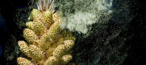 Spotlight On Aerobiology