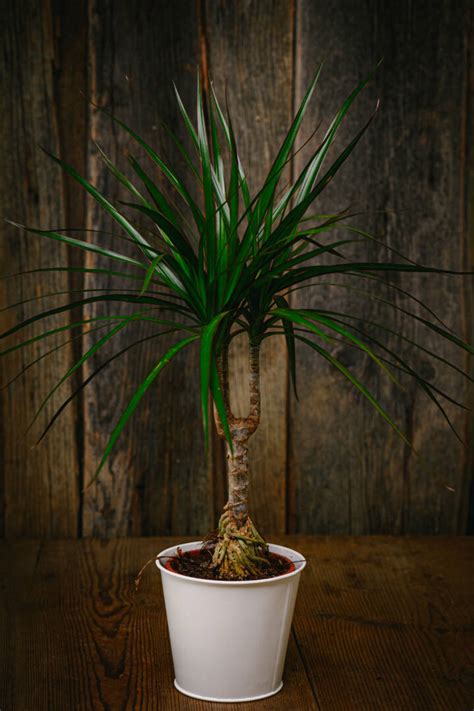 Драцена Доставка на цветя Далия