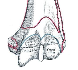 Trochlea Of Humerus Alchetron The Free Social Encyclopedia