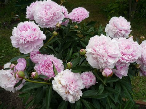 Пион Сара Бернар (молочноцветковый): купить в Москве саженцы Paeonia ...