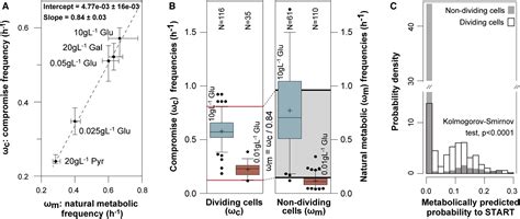 Autonomous Metabolic Oscillations Robustly Gate The Early And Late Cell