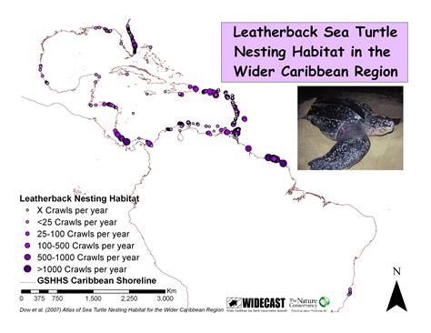 Leatherback Sea Turtle Habitat