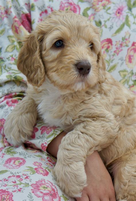 Mini Australian Labradoodle Puppies