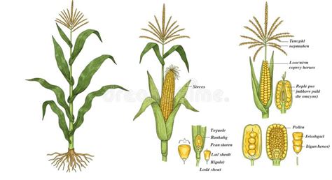 Corn Structure Stock Illustrations 2207 Corn Structure Stock