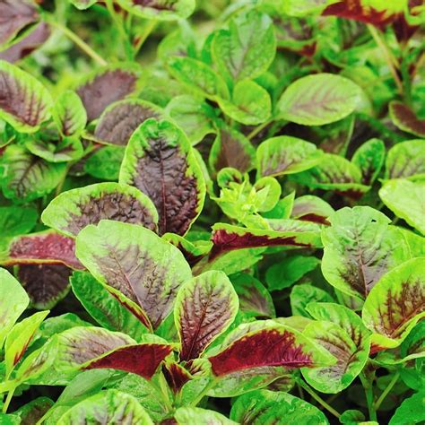 Seeds For Red Leaf Amaranth Amaranthus Tricolor Amkha Seed