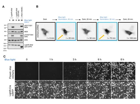 Video Spatiotemporal Control Of Protein Activity Through Optogenetic Allosteric Regulation