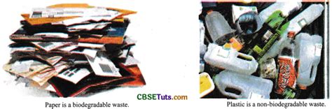 Concept Structure And Functions Of Ecosystem Cbse Tuts