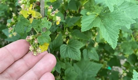 Безопасная подкормка — богатый урожай для смородины Ягода крупная проверено годами