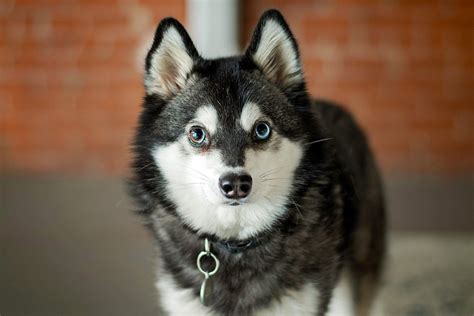 Alaskan Klee Kai Full Size
