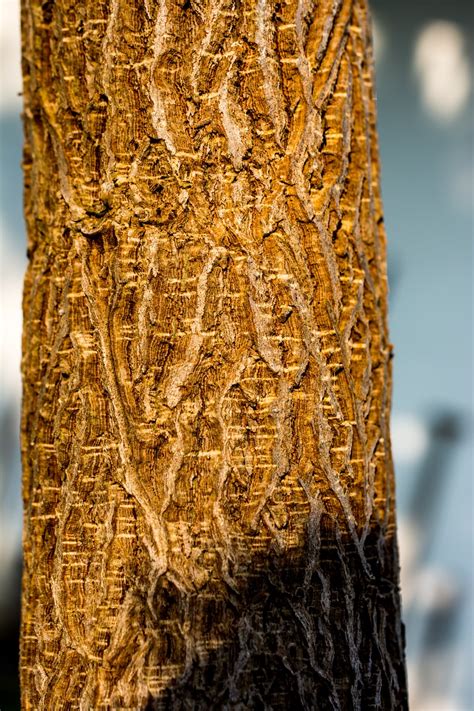 Download Free Photo Of Treelogbarkfree Pictures Free Photos From