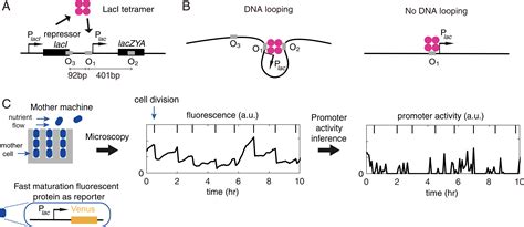 Robustness Of Dna Looping Across Multiple Cell Divisions In Individual