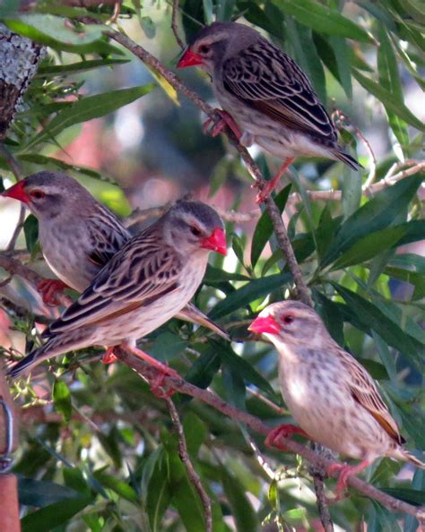 Birdseye Photography Review Photos