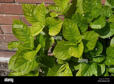 Calcium Deficiency In Plants