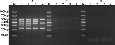 Multiplex Amplification Using The Lna Mpcr Assay And Comparison Tests Download Scientific
