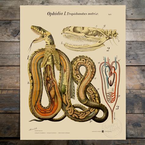 Snake Anatomy Drawing