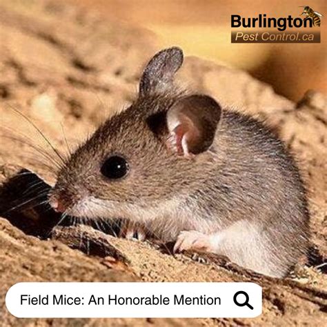 Burlington Pest Controlthe Underbelly Of Cute Unmasking The Dangers Of