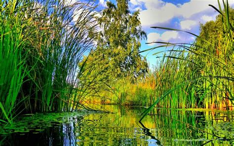 Обои Природа Реки Озера обои для рабочего стола фотографии природа реки озера дерево лето