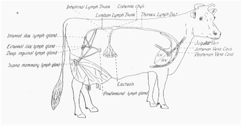Figure 10 From The Structure Of The Cows Udder Semantic Scholar