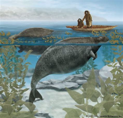 Mammal Reproduction Gestation Lactation Britannica