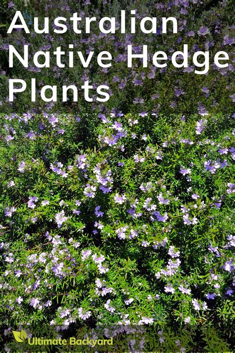 Australian Native Hedge Plants Australian Native Garden Australian Garden Hedging Plants